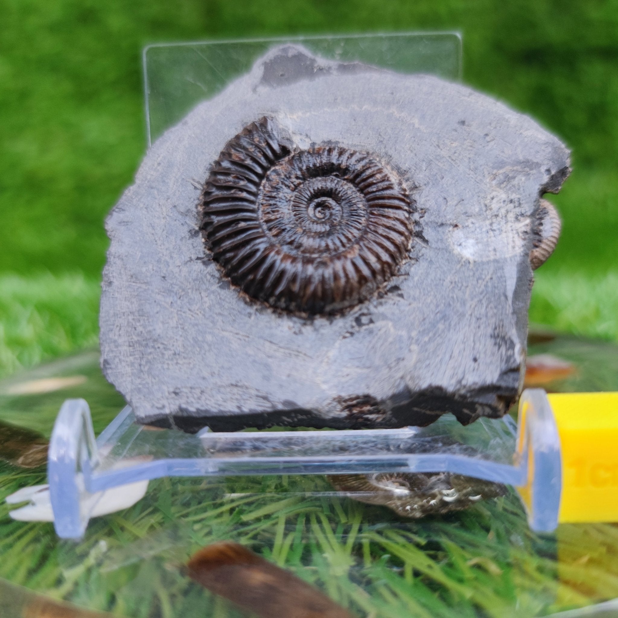 Ammonite fossil dactylioceras North Yorkshire Fossils - North Yorkshire ...