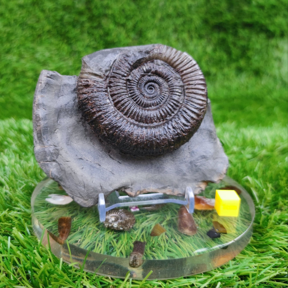 Ammonite fossil Peronoceras Whitby North Yorkshire Fossils - North ...