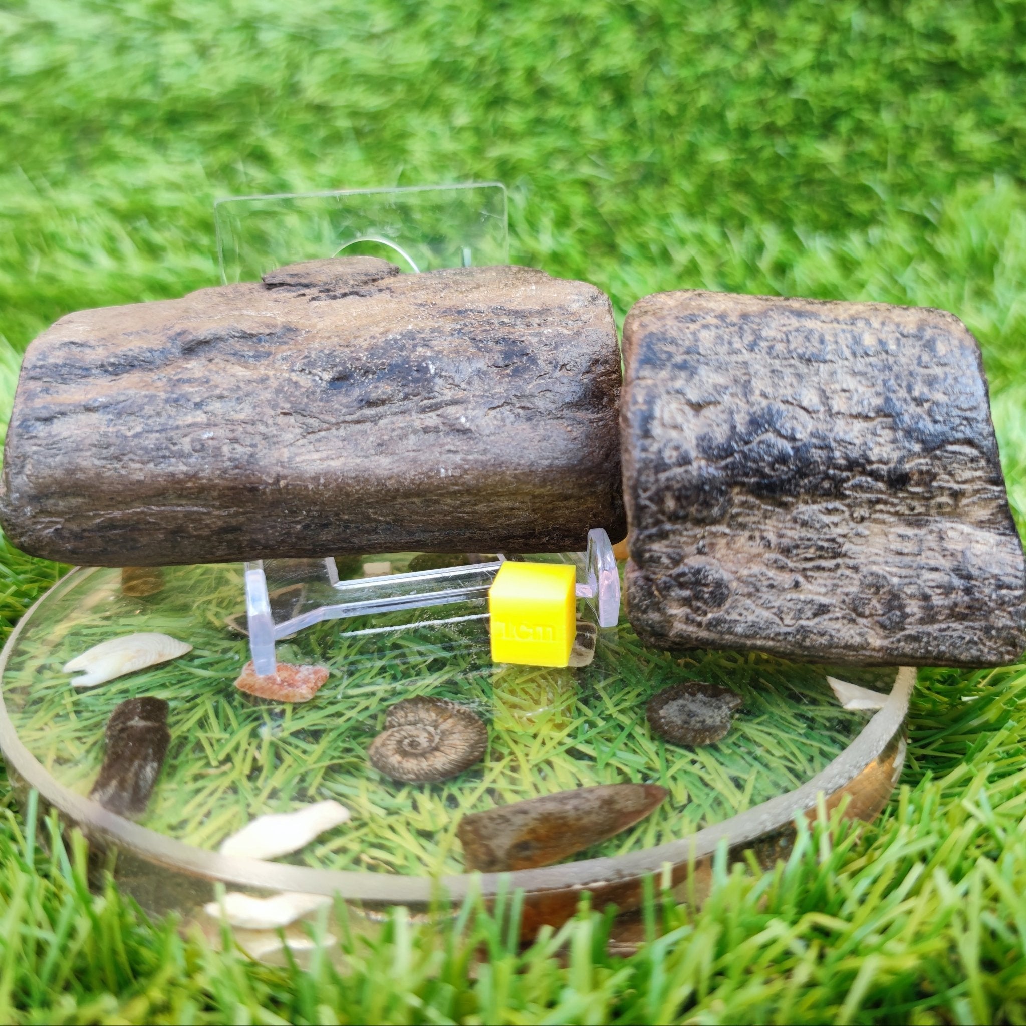 Fossil wood bundle North Yorkshire fossils Jurassic coast - North ...