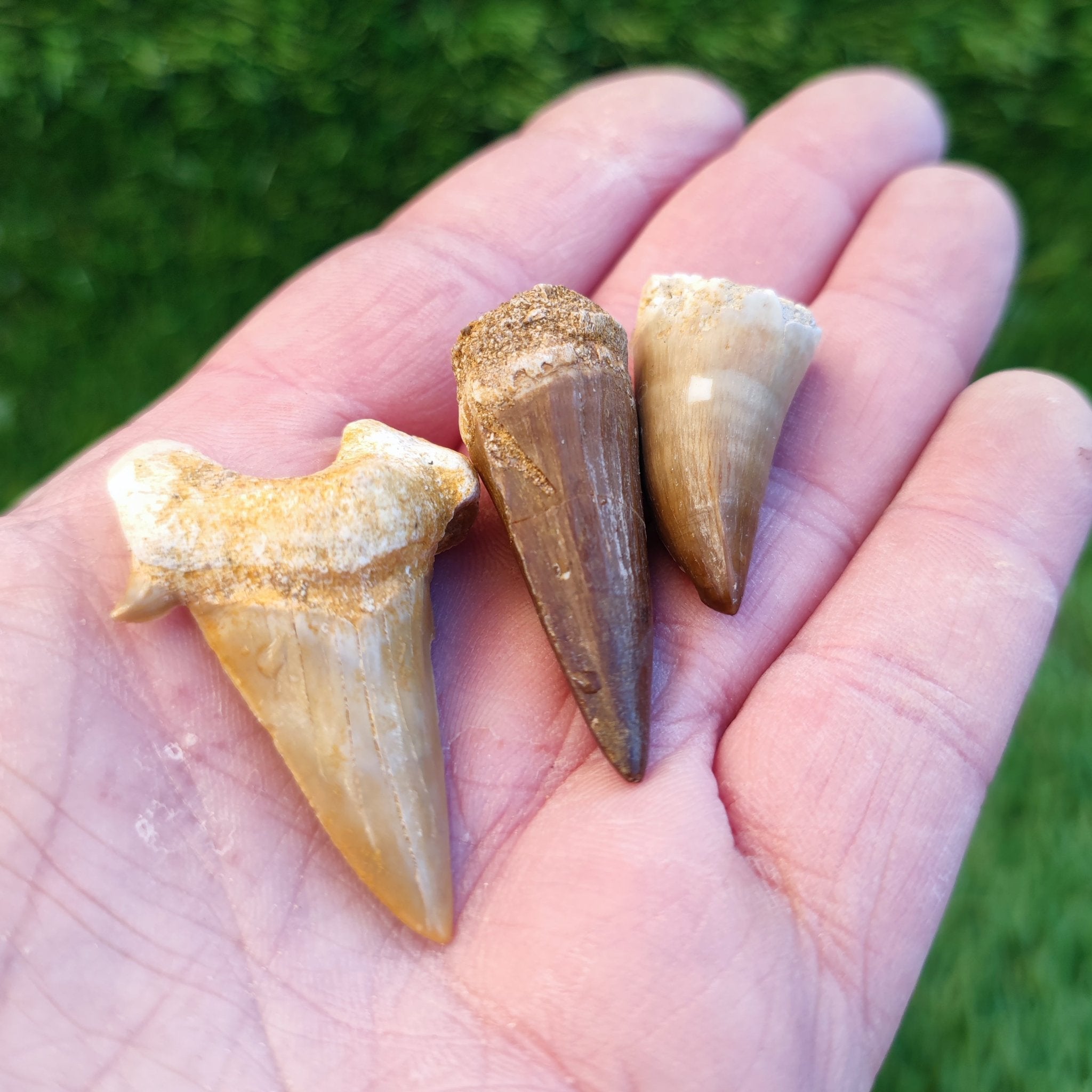 Marine reptile shark tooth bundle North Yorkshire fossils - North ...