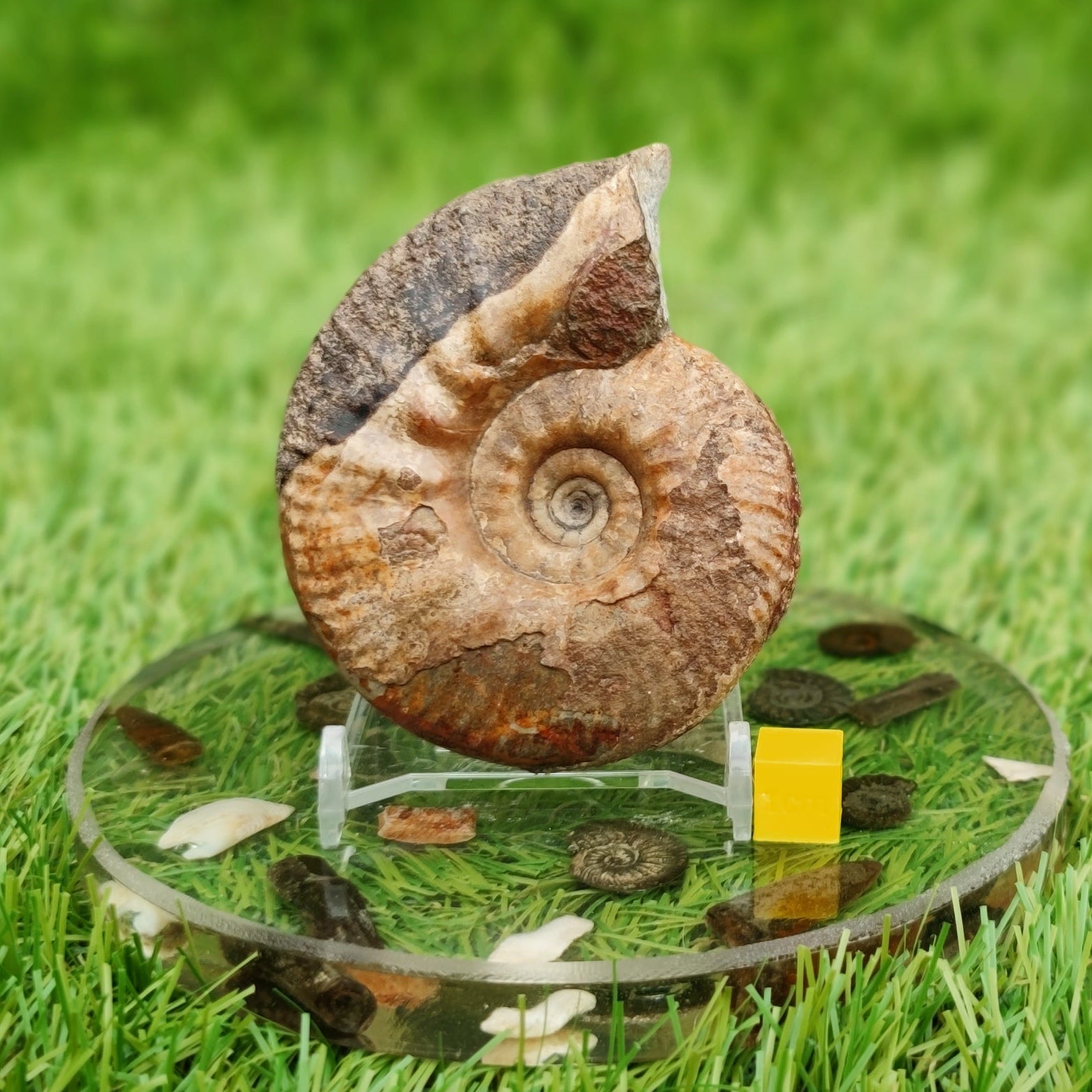 Proplanulites ammonite fossil Kellaways formation Wiltshire. - North ...